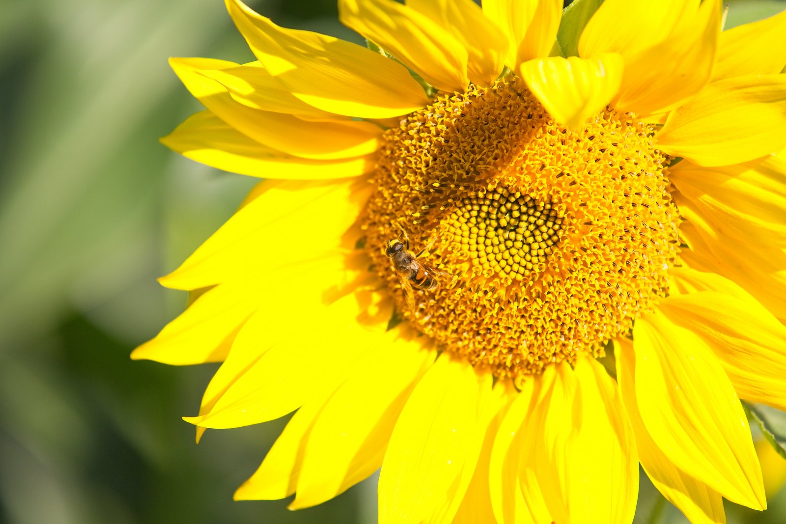 Gemeinde Bowil: Einwohnergemeinde Bowil