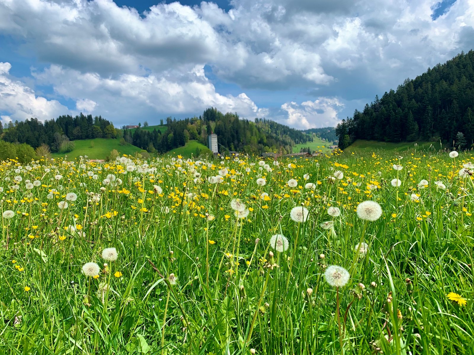 Gemeinde Bowil: Einwohnergemeinde Bowil